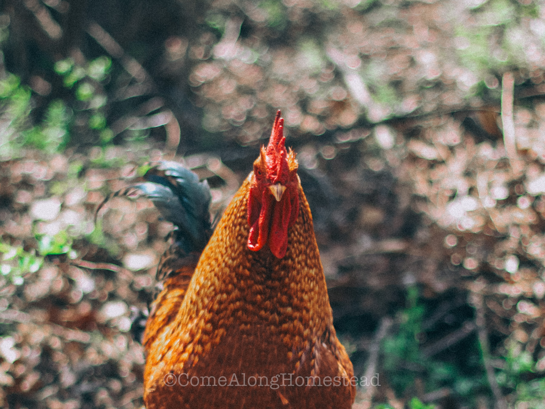 Aggressive Rooster? 4 Proven Ways to Tame Their Temper - Come Along ...